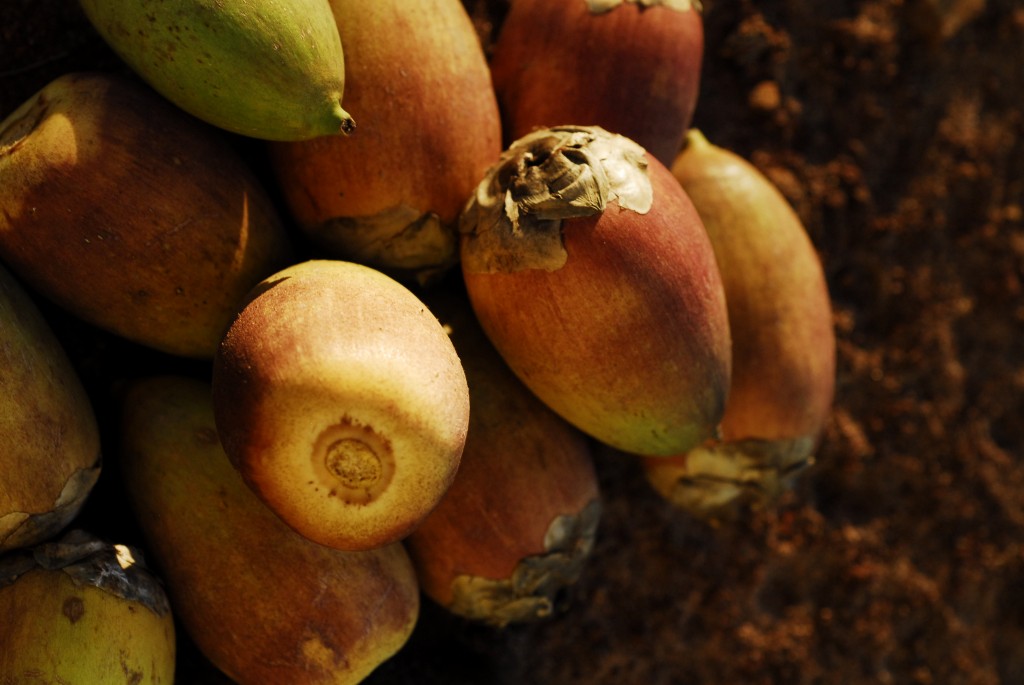 Acuri - Sabores do Cerrado & Pantanal