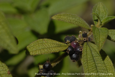 » Cambucá-do-campo